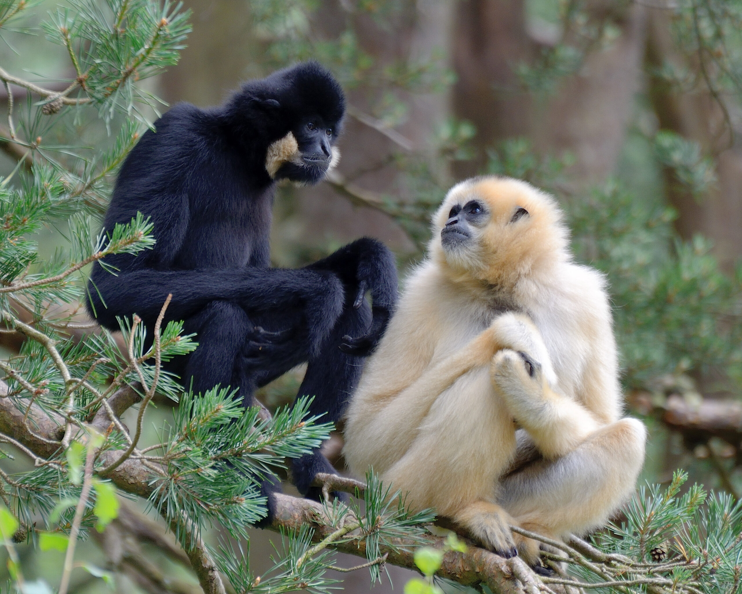 Monkey World - Ape Rescue Centre - Best of Dorset Attractions