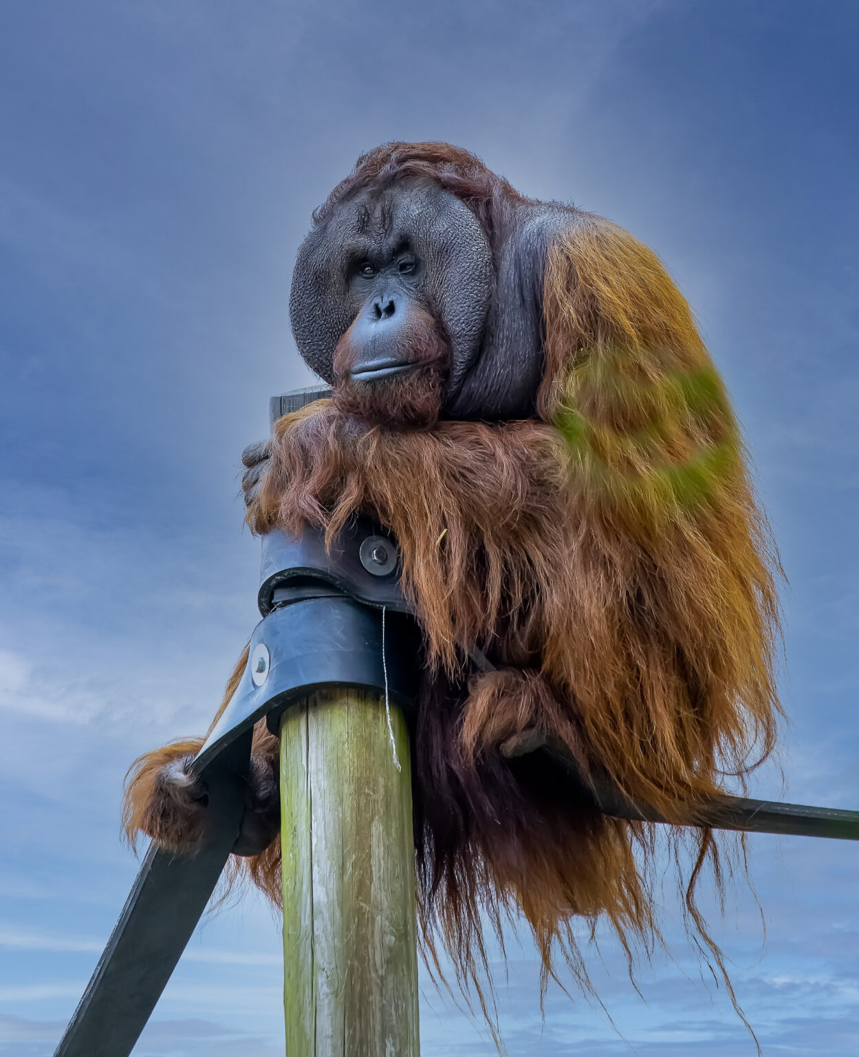 Monkey World - Ape Rescue Centre - Best of Dorset Attractions