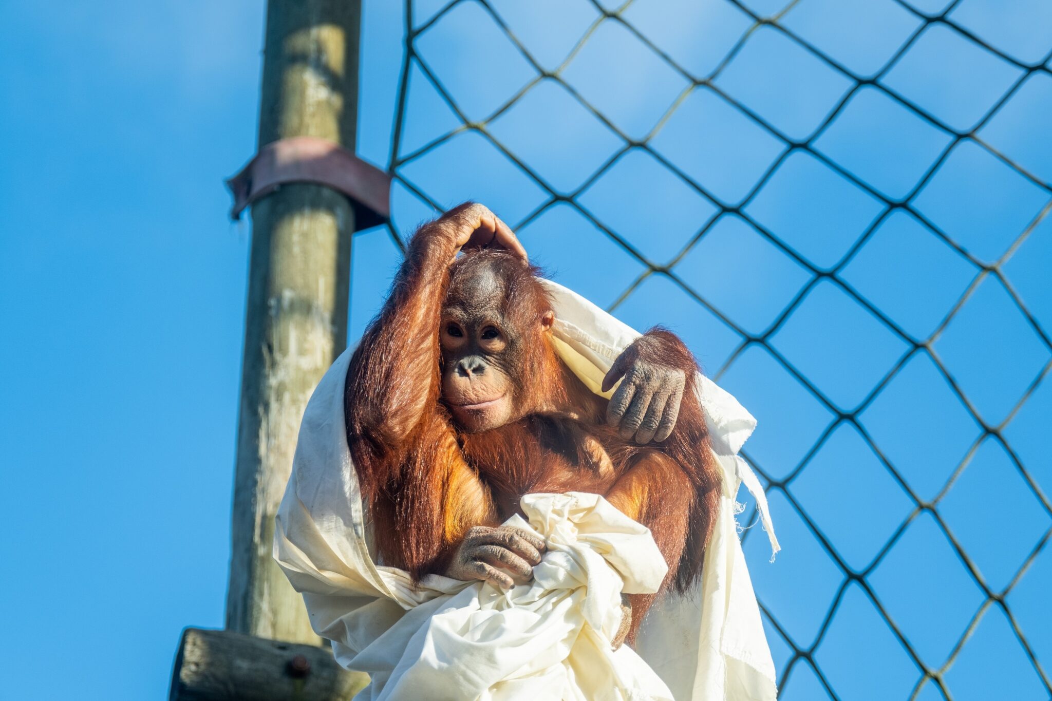 Monkey World - Ape Rescue Centre - Best of Dorset Attractions