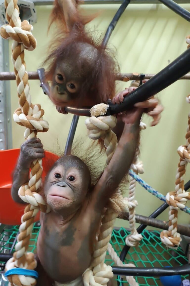 Monkey World - Ape Rescue Centre - Best of Dorset Attractions