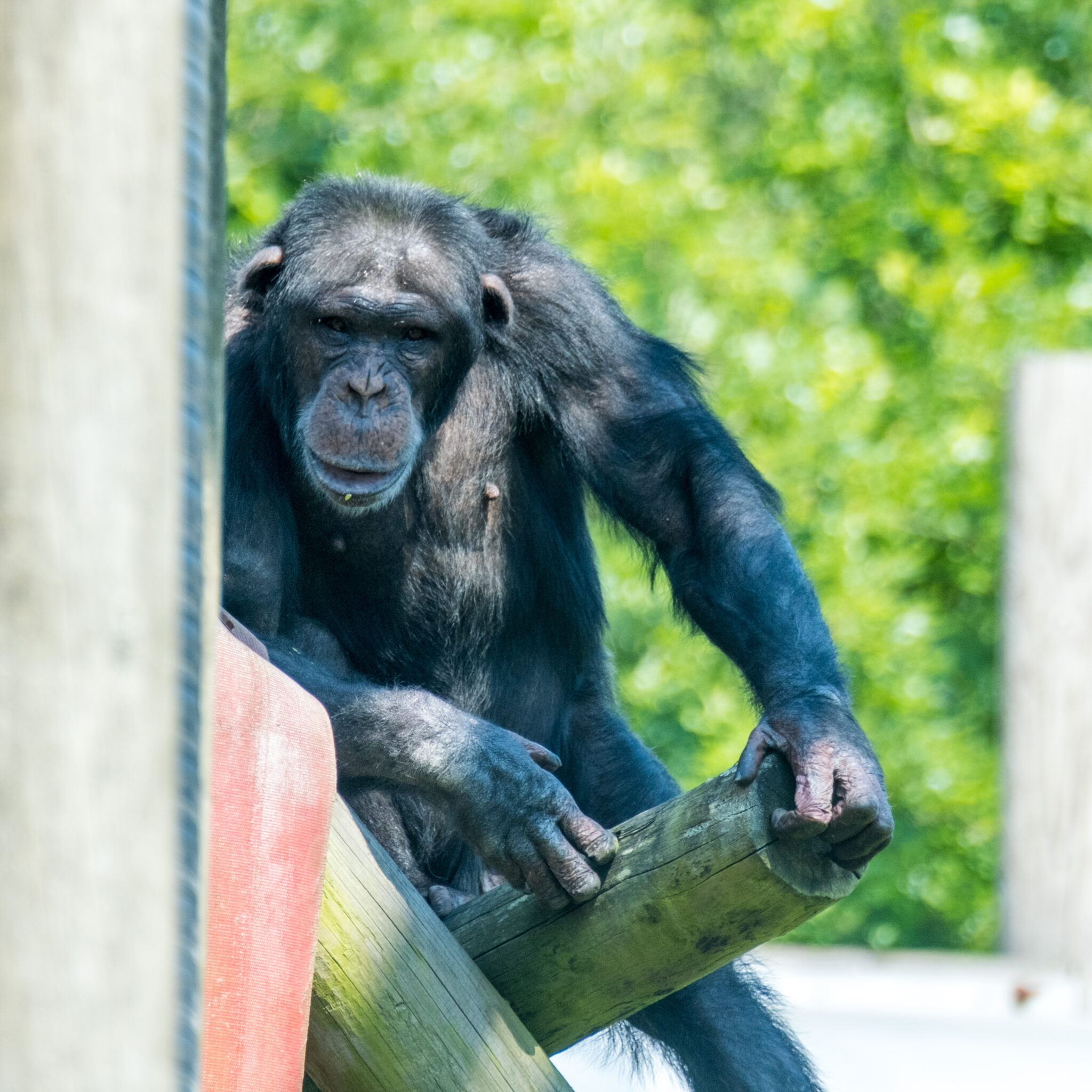 Monkey World - Ape Rescue Centre - Best of Dorset Attractions