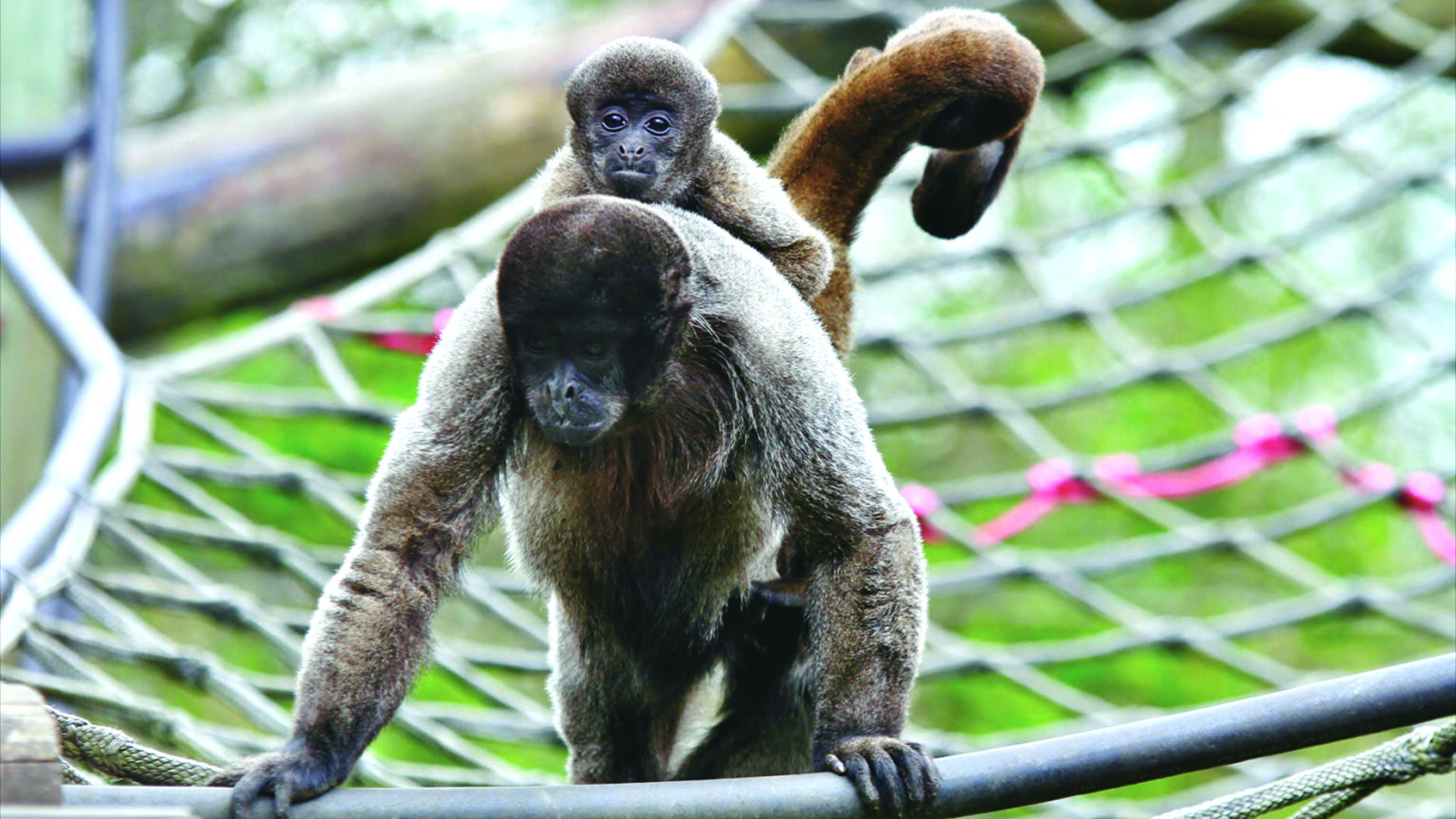 Monkey World - Ape Rescue Centre - Best of Dorset Attractions